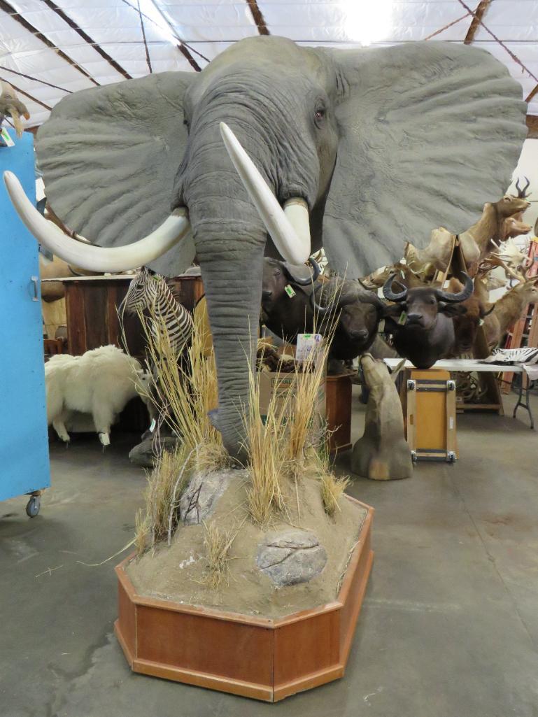 Amazing Elephant Pedestal Mt On Base Real Skin Reproduction Tusks ...