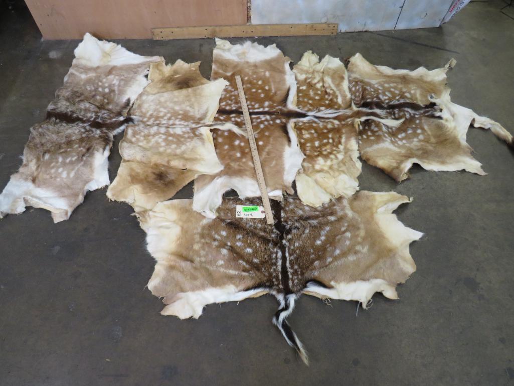 6 Axis Back Hides (6x$) Taxidermy Auction