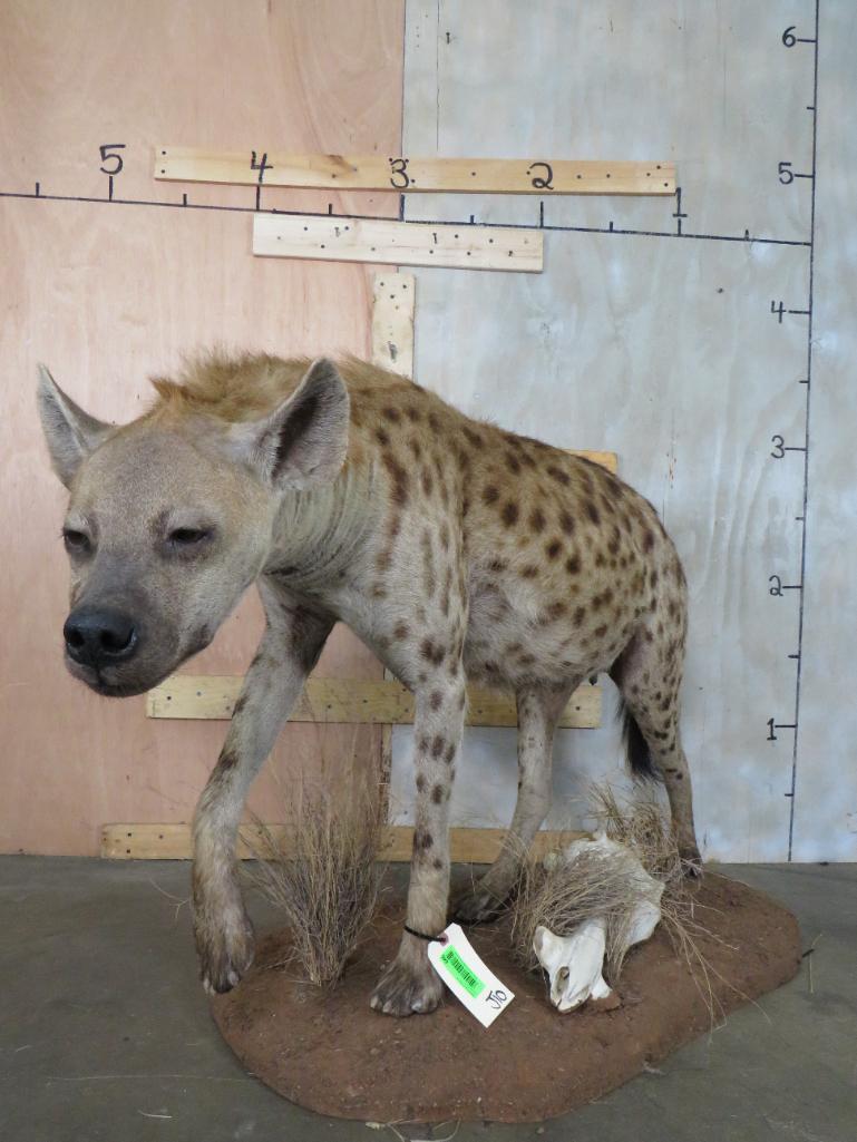 Lifesize Spotted Hyena On Base Taxidermy Auction
