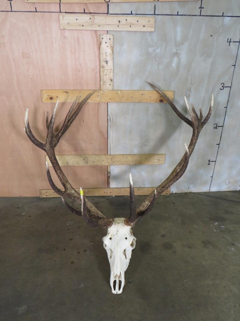 Nice Red Stag Skull Taxidermy Auction