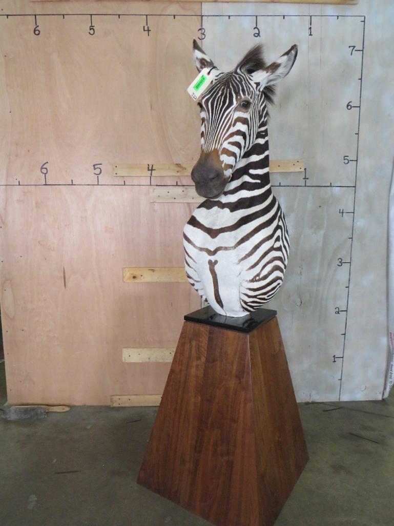 Zebra Pedestal Mt Taxidermy Auction