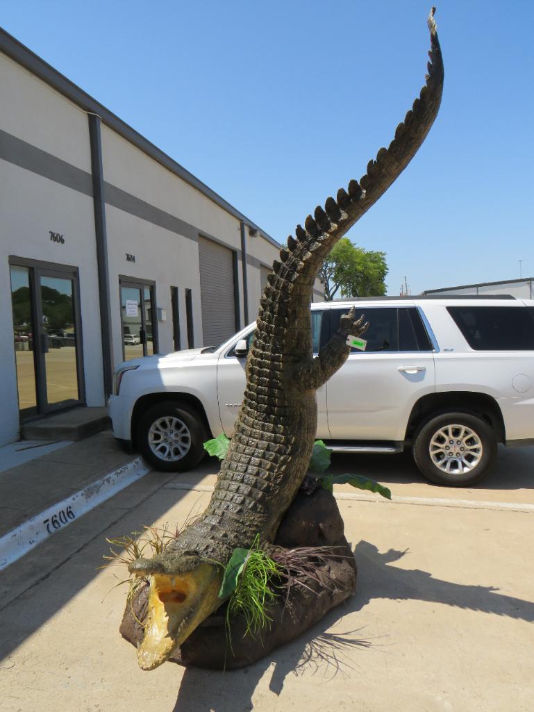 Lifesize Alligator On Base Taxidermy Auction