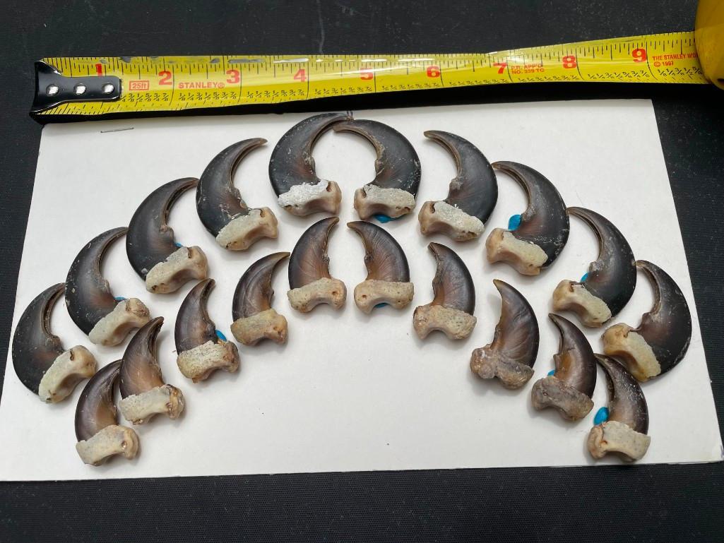 Set Of 20 Black Bear Claws, All From Same Bear 10 Front Claws & 10 Rear ...