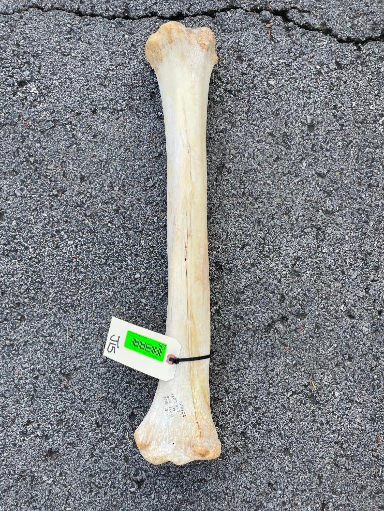 Big, African Giraffe Leg Bone - . 8 To 12 1/2 Inches Around, - It Is 26 ...