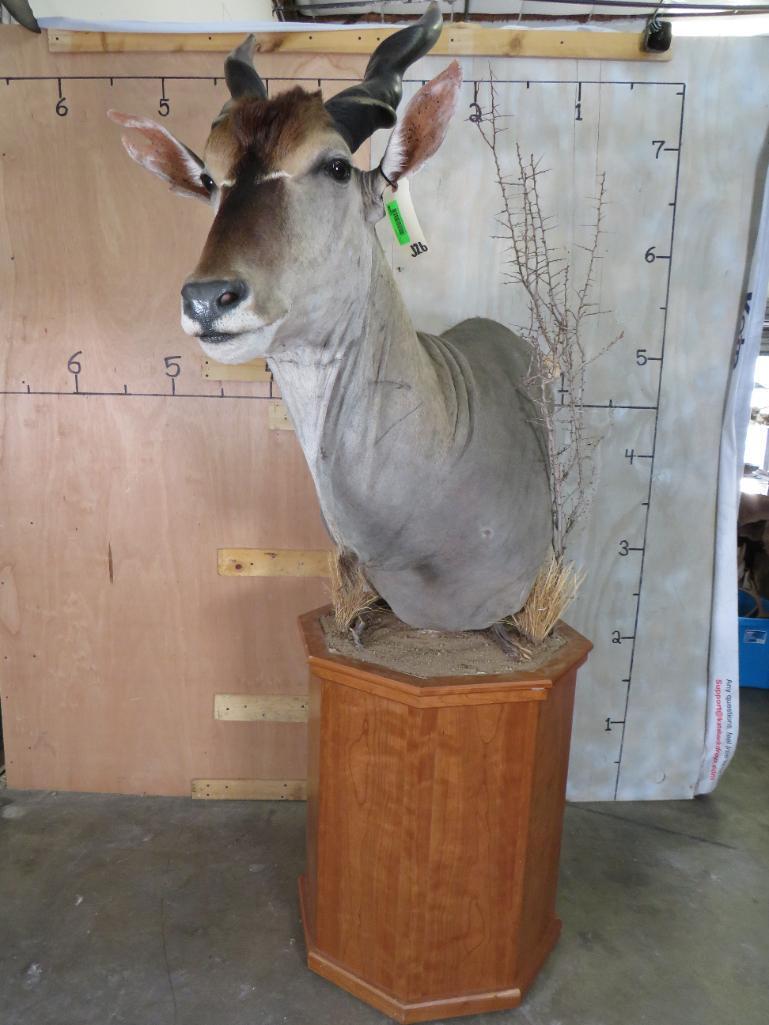 Eland Pedestal Mount Auction