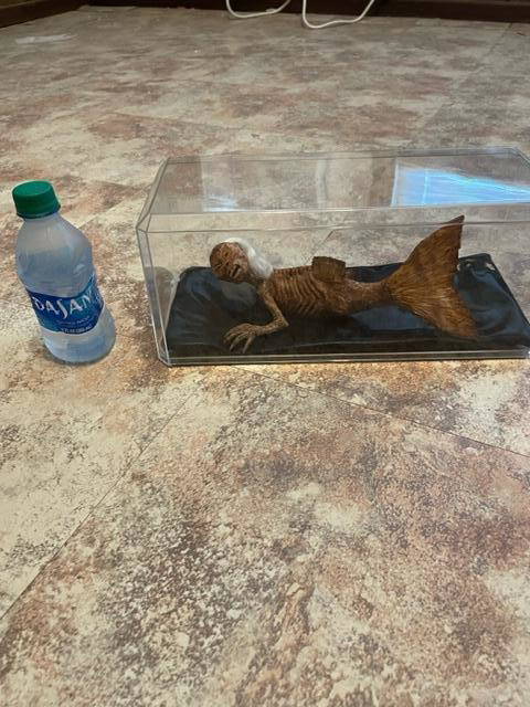 Rare Preserved Sea Creature In Display Box Oddity Auction