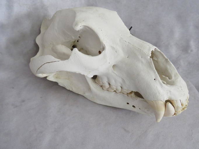 Really Nice Brown Bear Skull Taxidermy