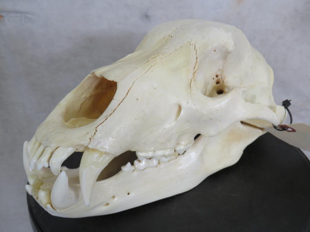 Monster Brown Bear Skull Taxidermy Auction