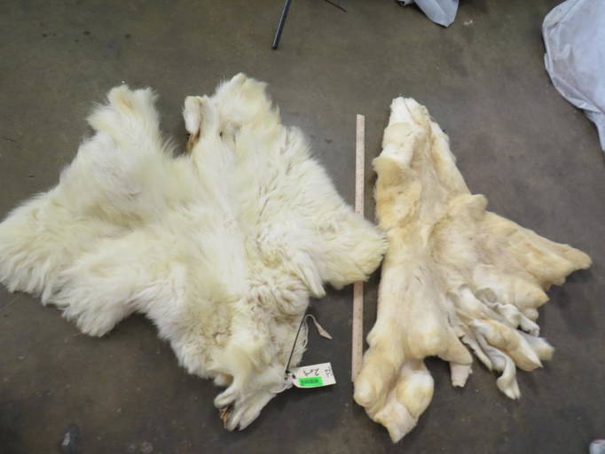 Mountain Goat & Dall Sheep Capes (2x$) Taxidermy