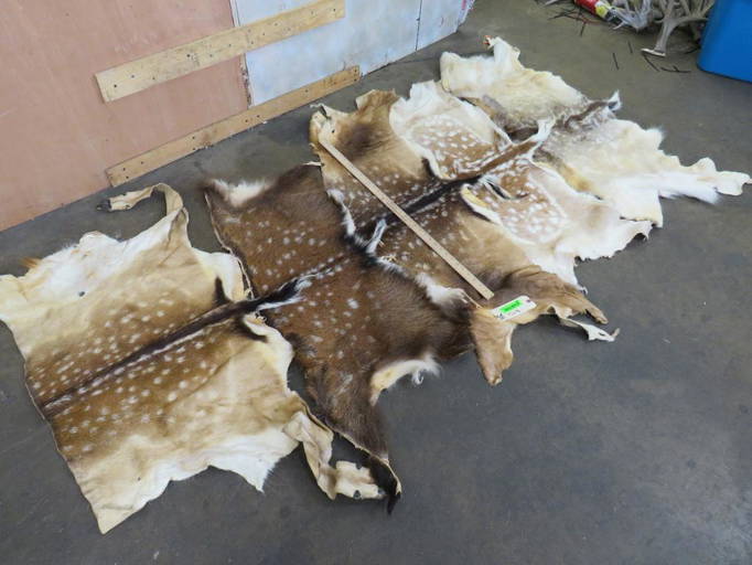 5 Axis Back Hides (5x$) Taxidermy