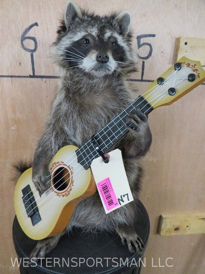 Super Cool Guitar Playing Raccoon Taxidermy Auction