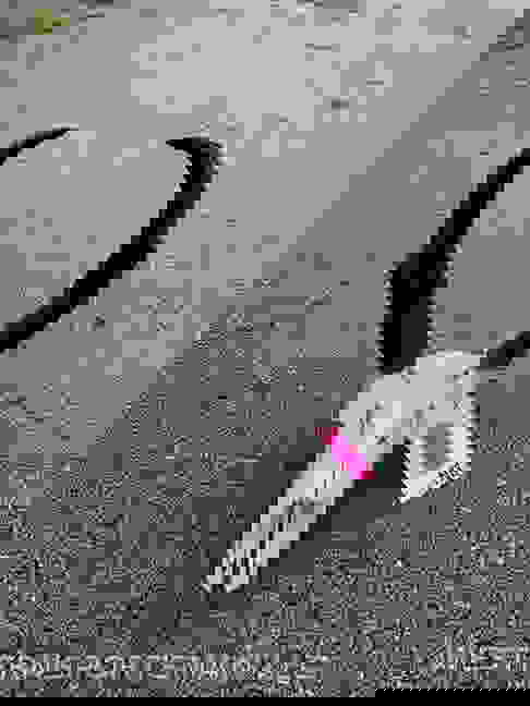 Pronghorn Antelope, Skull And Horns , All Teeth, With 12 1/2 Inch Long ...