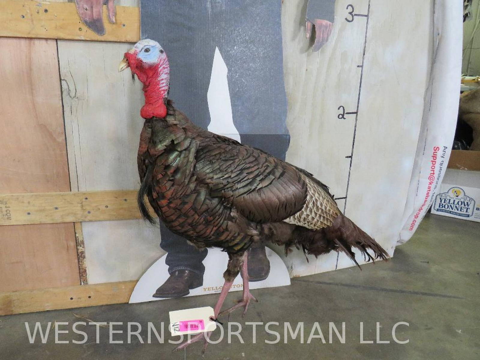 Lifesize Turkey Taxidermy Auction