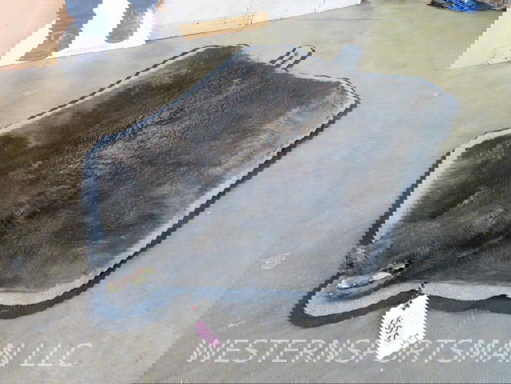 Felted Hog Hide Rug W/mounted Head Taxidermy Auction