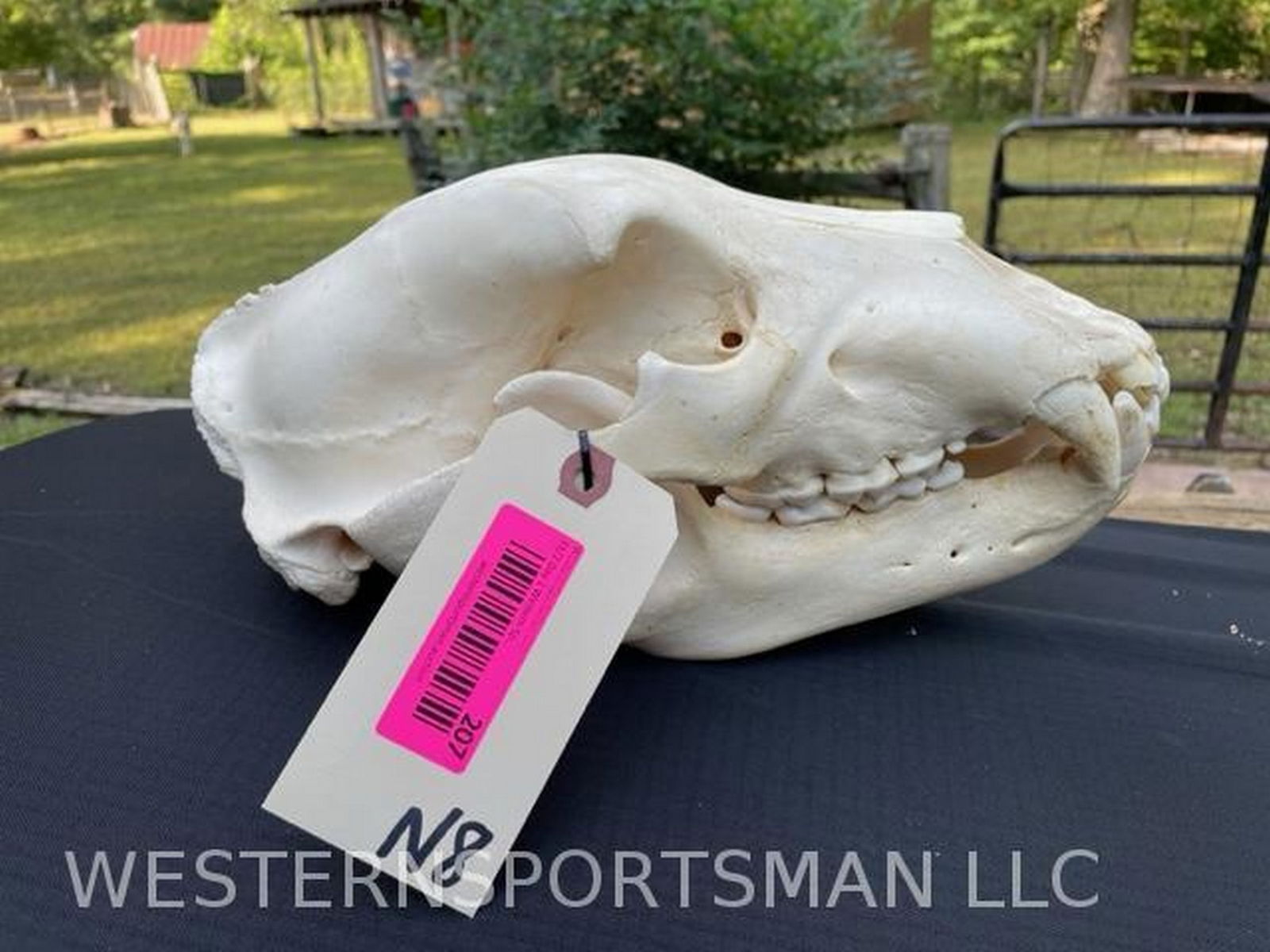Alaska Grizzly Bear Skull, With Cities Tag Attached, All Teeth, Nasal ...