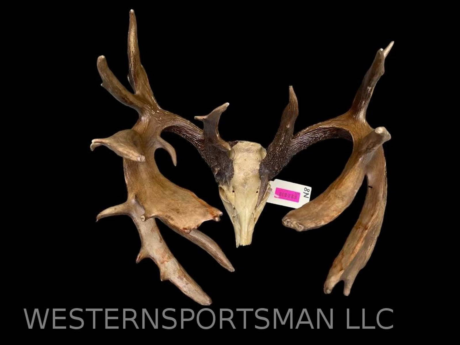 Huge Whitetail Deer Antler And Skull 17 Points On Right Antler And 8 ...