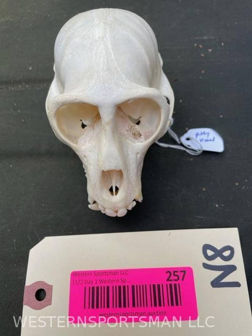Rare Putty Nose Monkey Skull , All Teeth, 4 1/2 Inches Long X 3 Inches ...