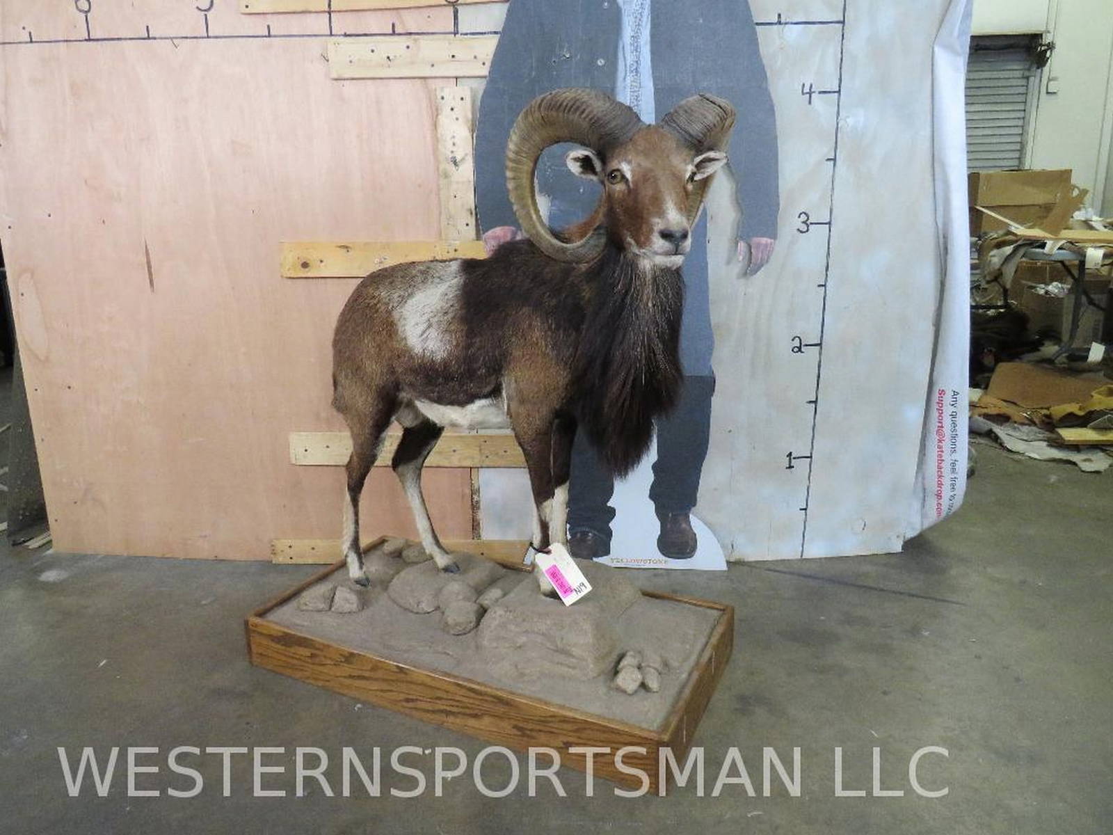 Lifesize Nice Mouflon Sheep On Base Taxidermy Auction