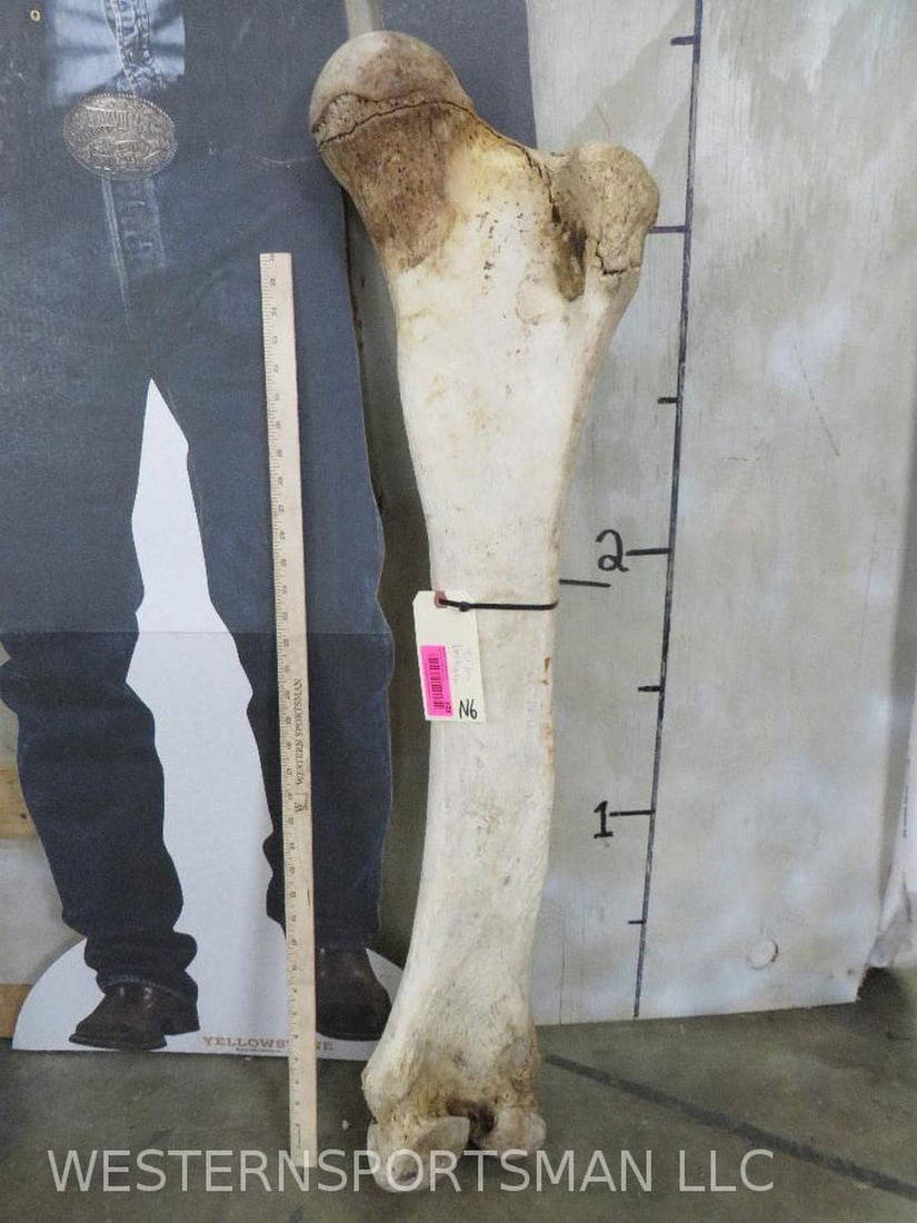 African Elephant Leg Bone *tx Res Only* -has Repair Taxidermy Auction