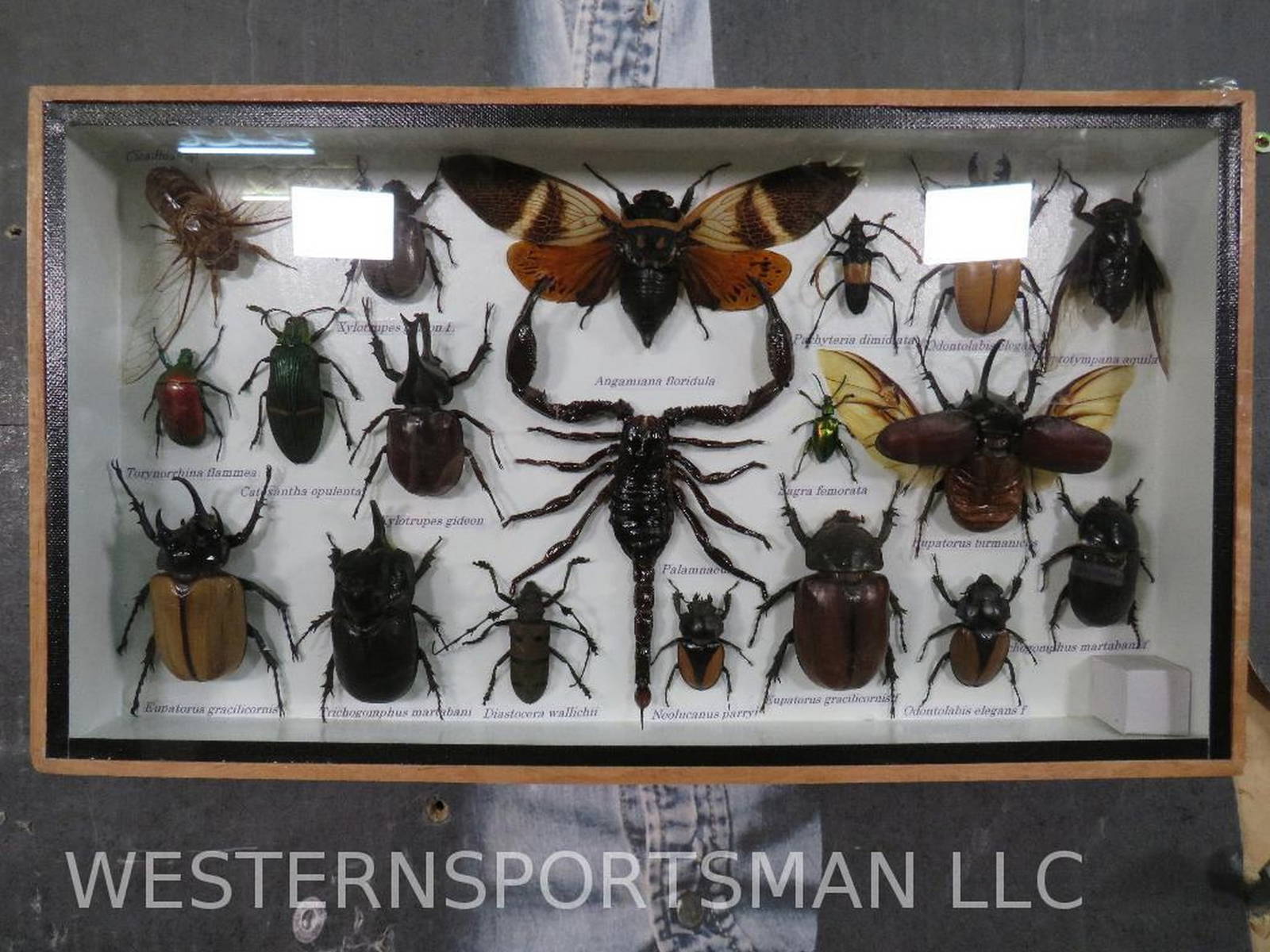 Very Cool Insect/bug Display Auction