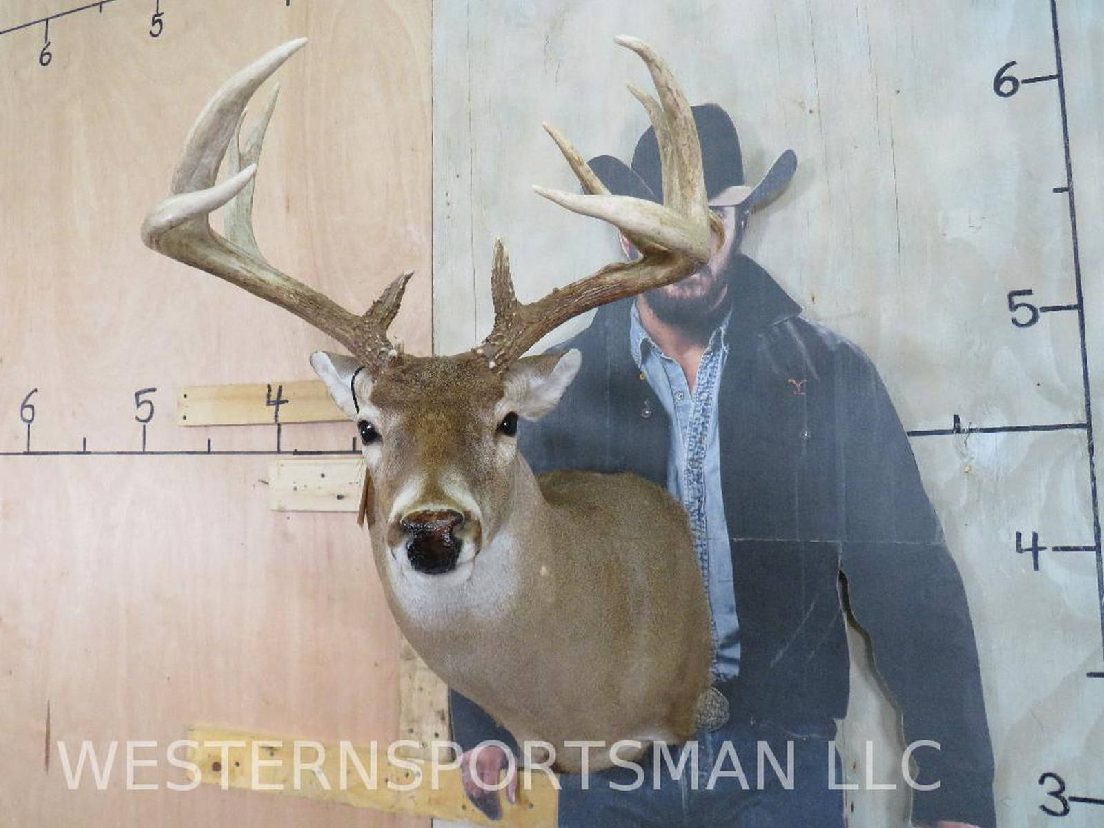 Nice Thick 12 Pt Whitetail Sh Mt Taxidermy Auction