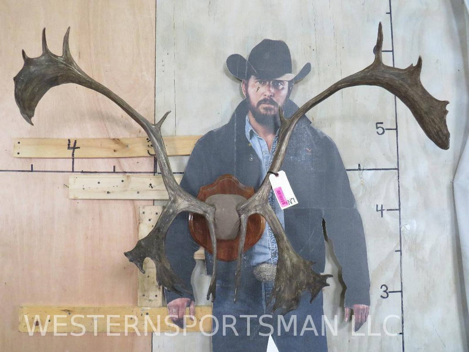 Caribou Rack On Plaque Taxidermy Auction