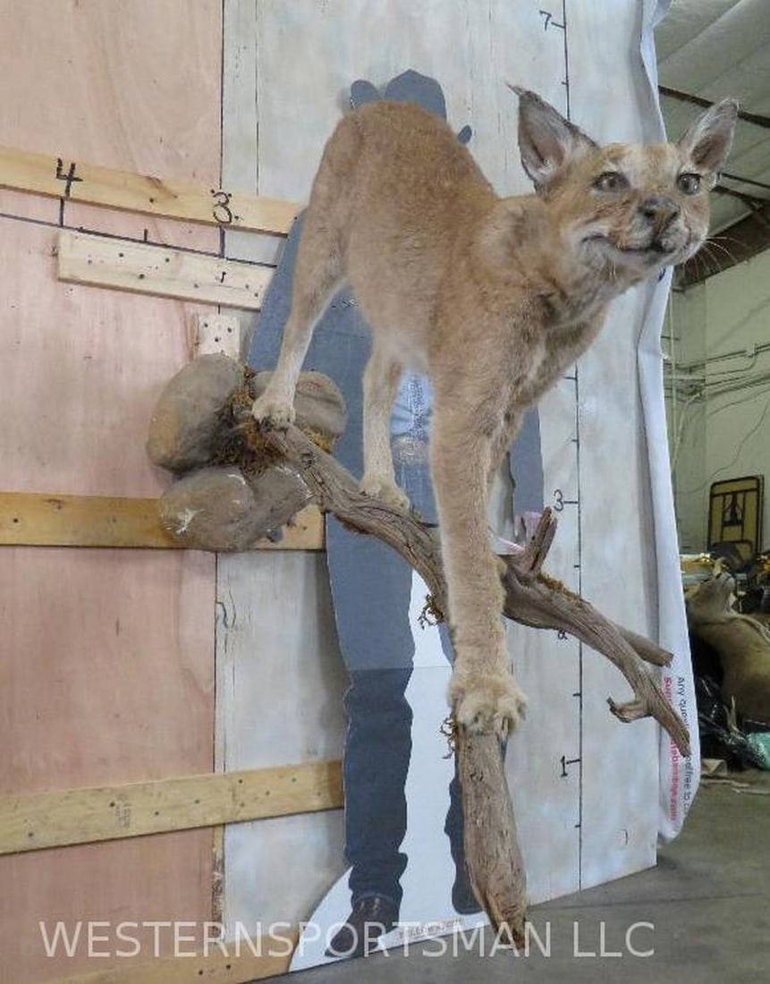 Lifesize Caracal Cat On Base Taxidermy Auction