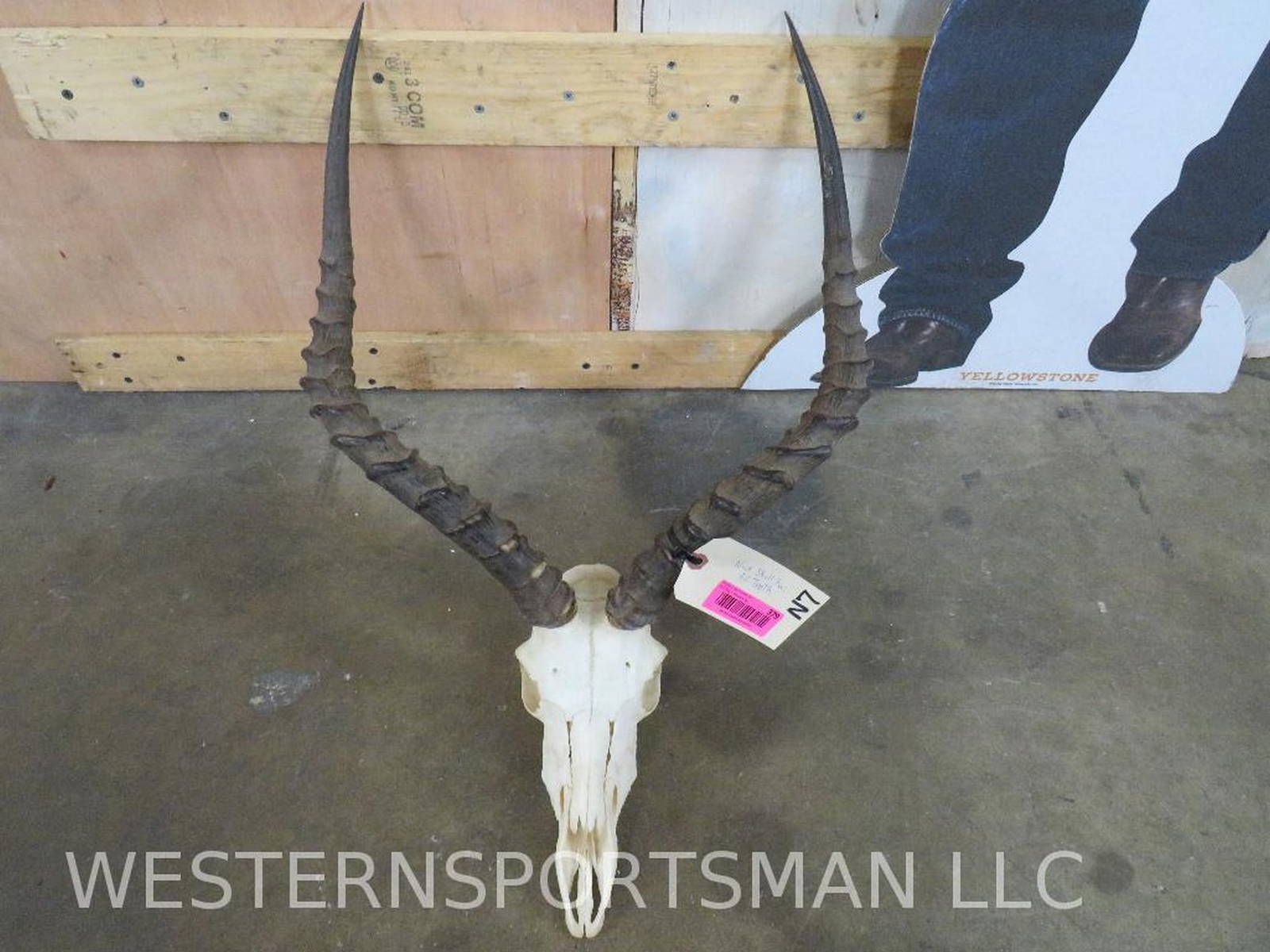 Nice Impala Skull W/all Teeth Taxidermy Auction