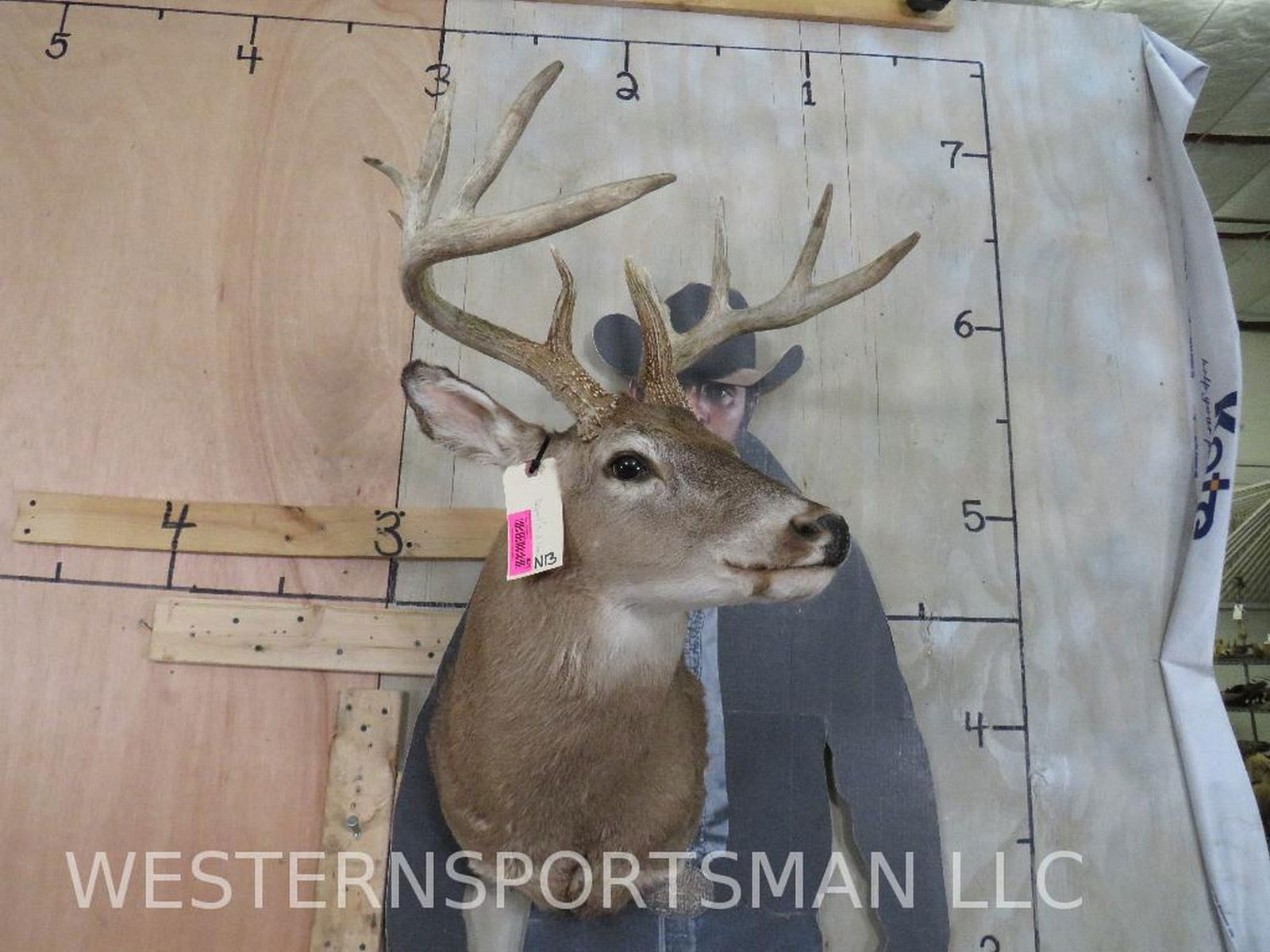 12 Pt Whitetail Sh Mt W/thick Tines Taxidermy Auction