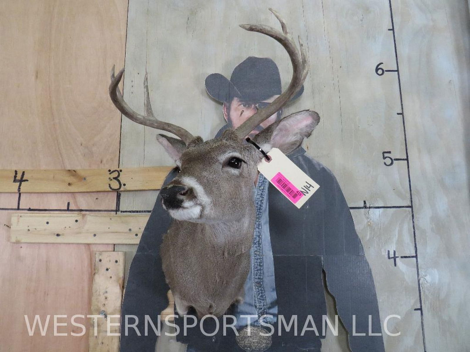 Blacktail Deer Sh Mt Taxidermy Auction