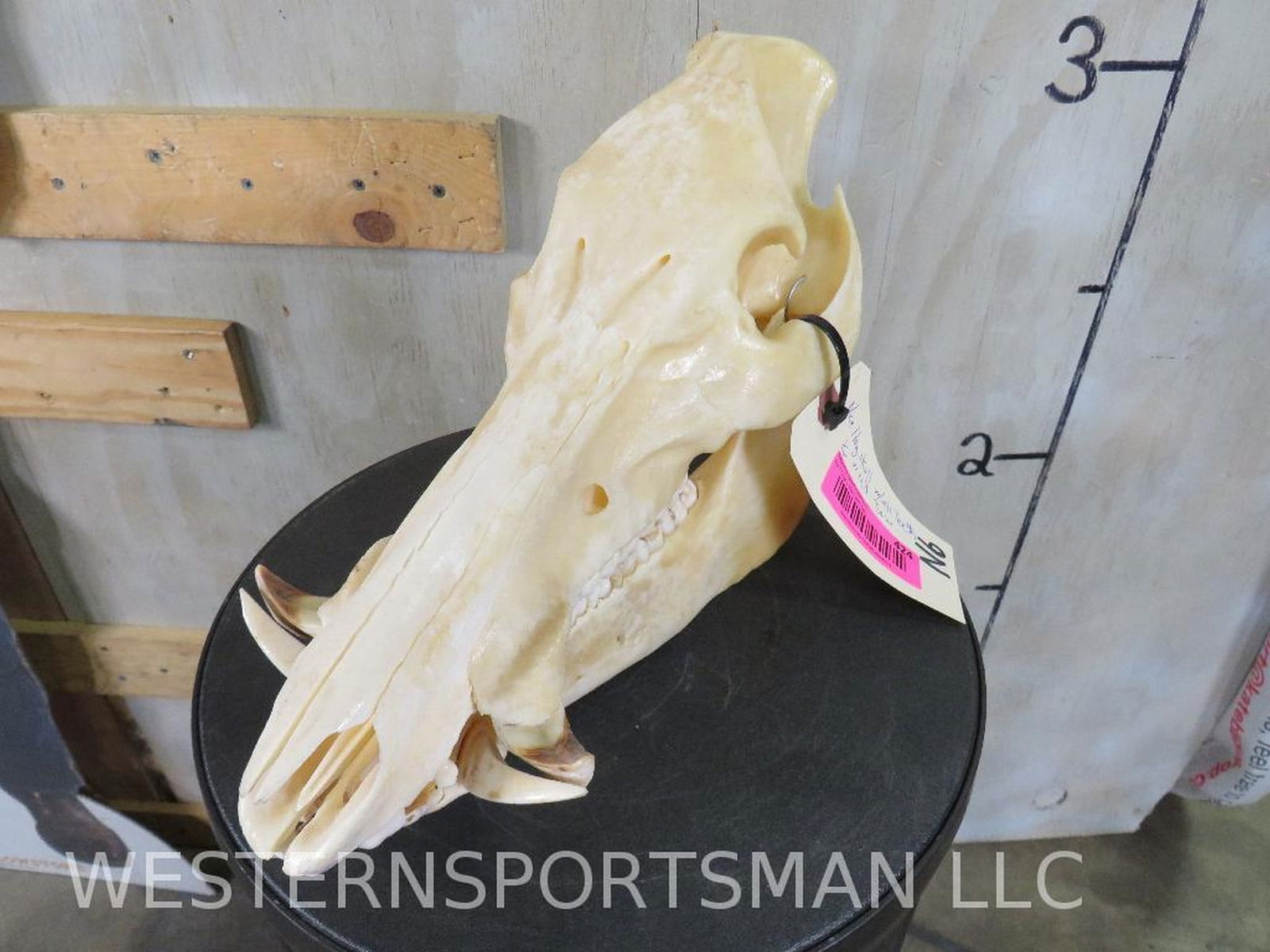 Nice Hog Skull W/all Teeth & Wired Jaw Taxidermy Auction