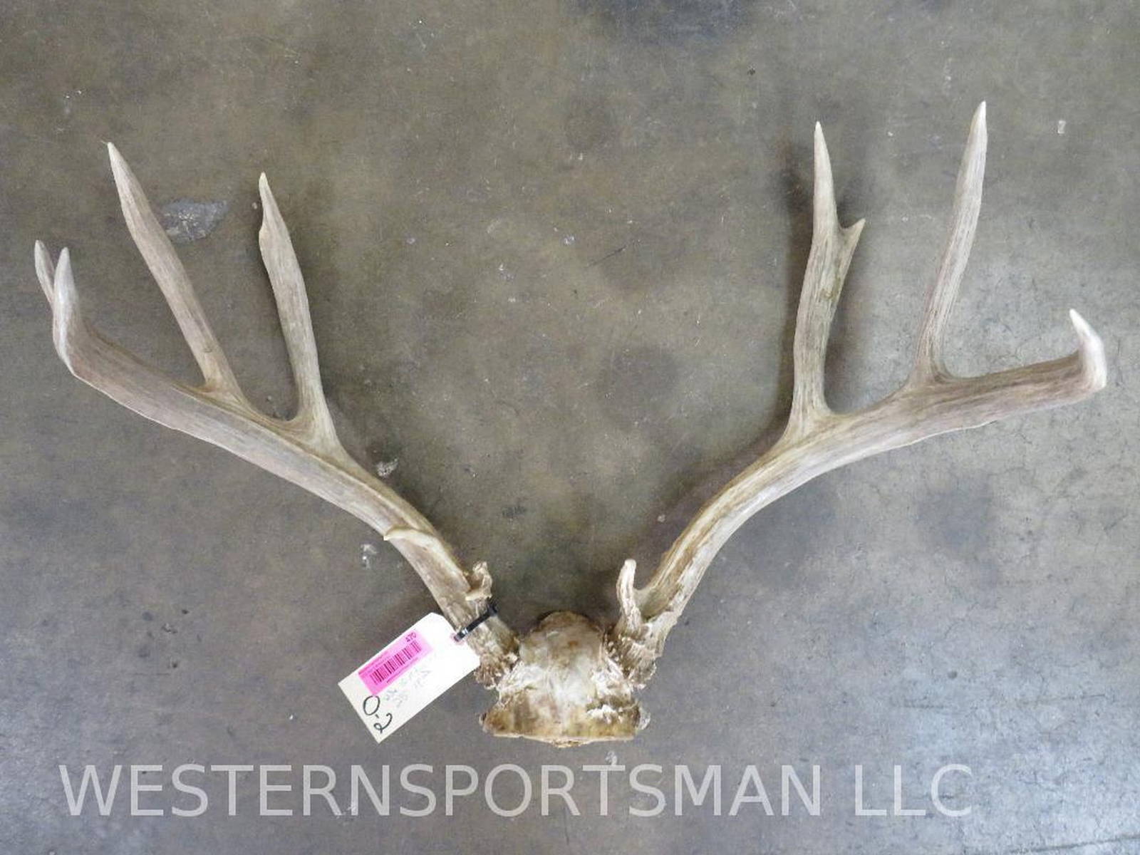 Whitetail Rack Taxidermy Auction