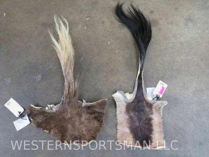 2 African Tails (one$) Taxidermy