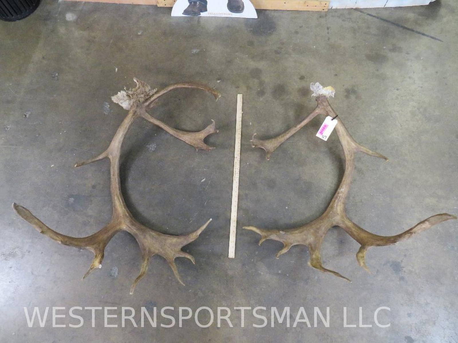 Caribou Rack Taxidermy Auction