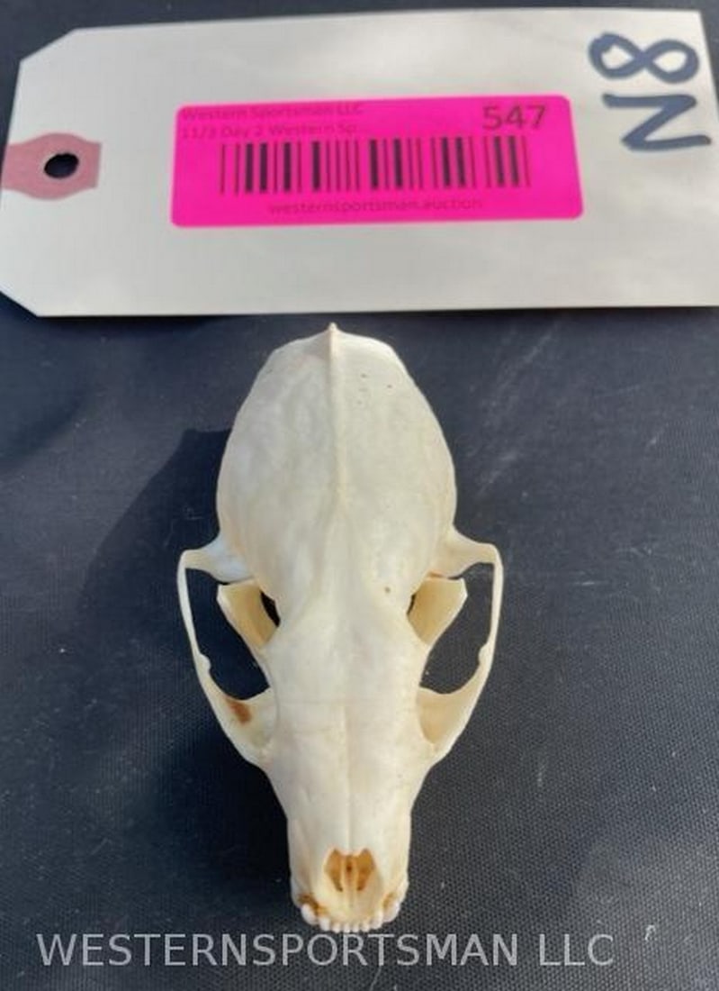 X Lg. Male North American Pine Marten Skull, All Teeth, 3 Inches Long X ...