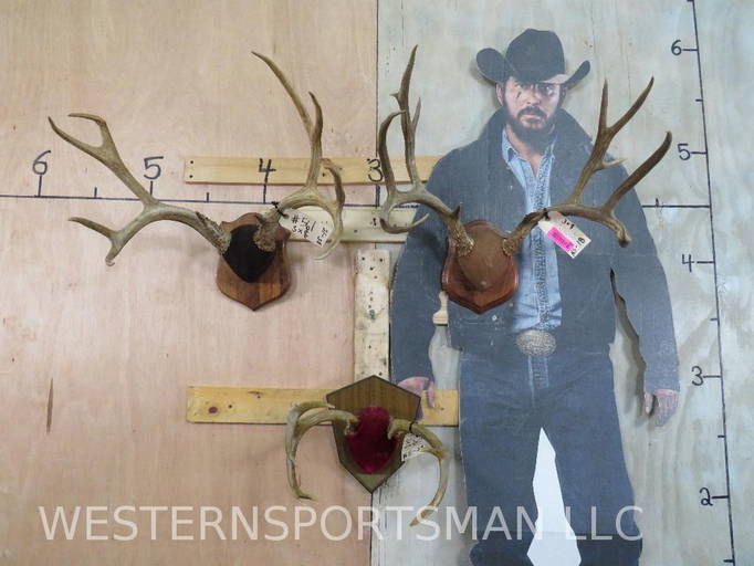 3 Racks On Plaques One Has Broken Skull Cap (3x$) Taxidermy