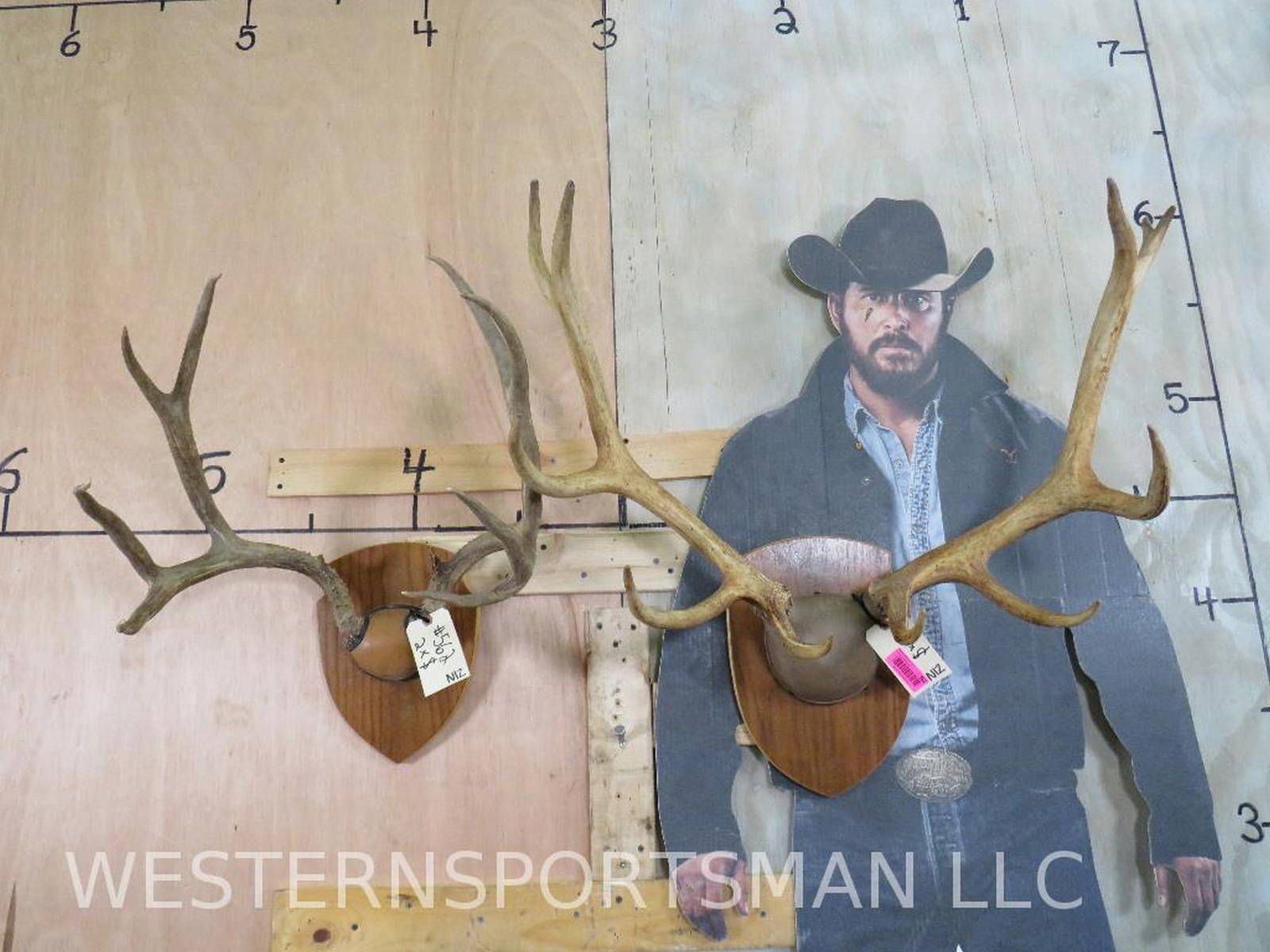 2 Mule Deer Racks On Plaques (2x$) Taxidermy Auction