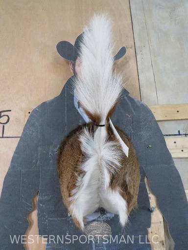 Whitetail Rump Mt Taxidermy