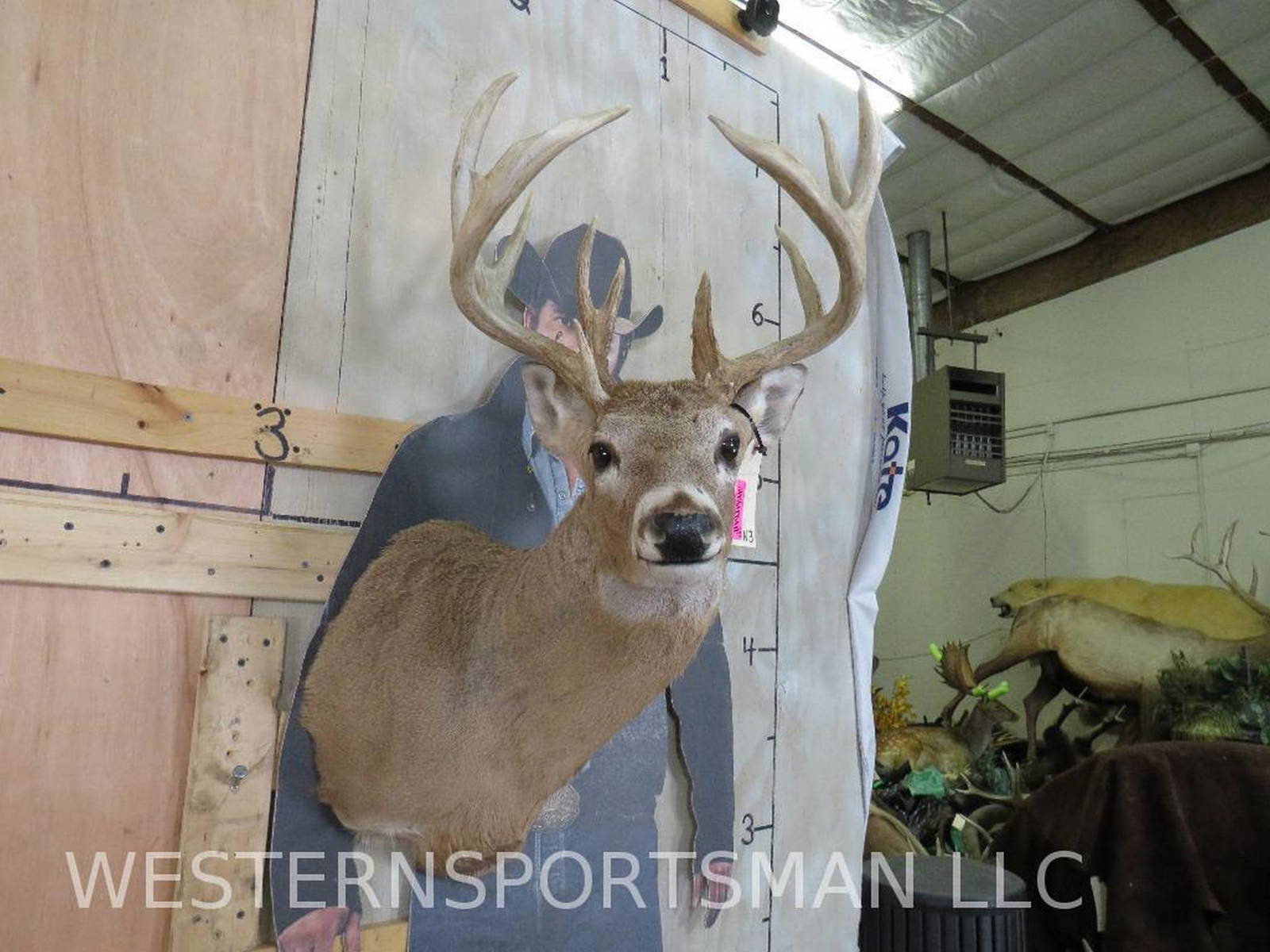 12 Pt Whitetail Sh Mt W/thick Tines Taxidermy Auction