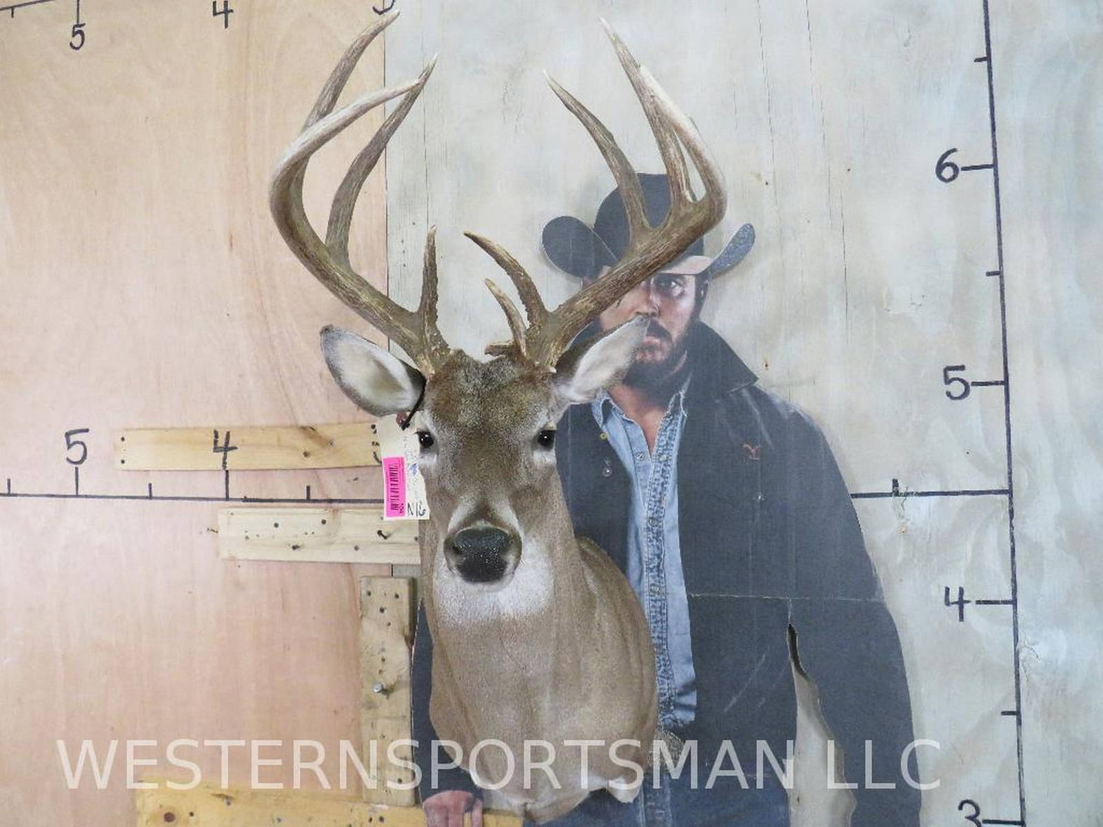 Tall 10pt Whitetail Sh Mt Taxidermy Auction
