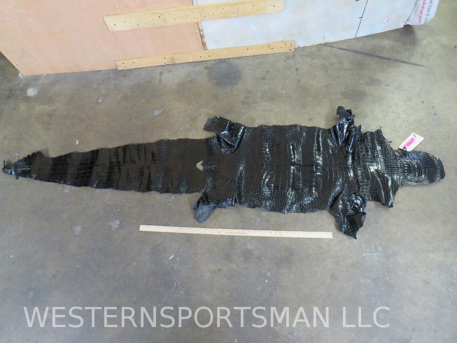 7'10"lx1'7"w Gator Belly Leather Taxidermy Auction