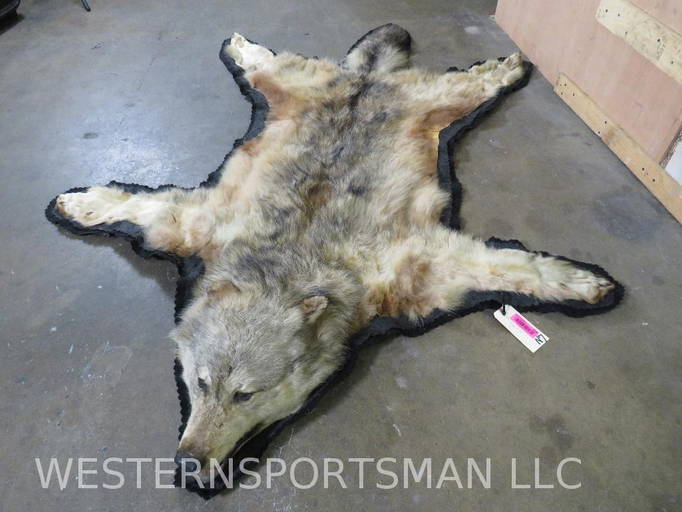 Felted Wolf Hide Rug W/mounted Head 6'10"x5' Taxidermy