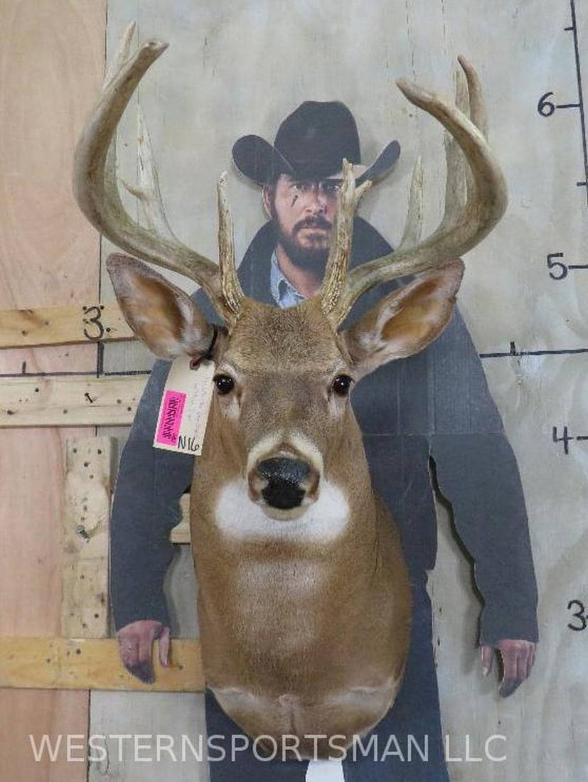 Newer Lg 13pt Whitetail Sh Mt W/thick Tines Taxidermy Auction