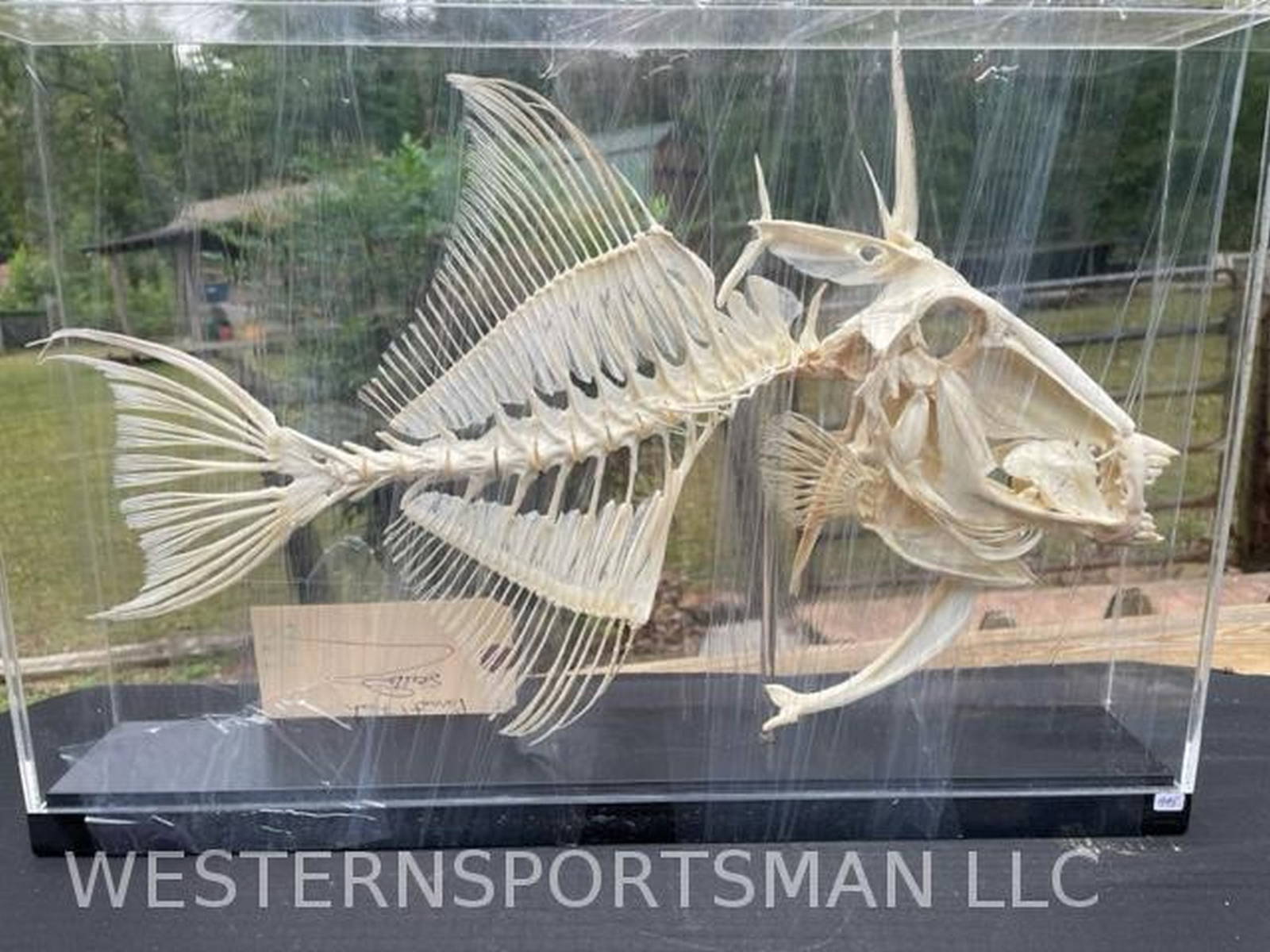 Really Cool Looking Articulated Skeleton Of A Trigger Fish In A Display ...