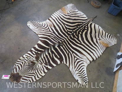 Zebra Hide Rug W/sewn Cloth Bottom Nice Color Taxidermy