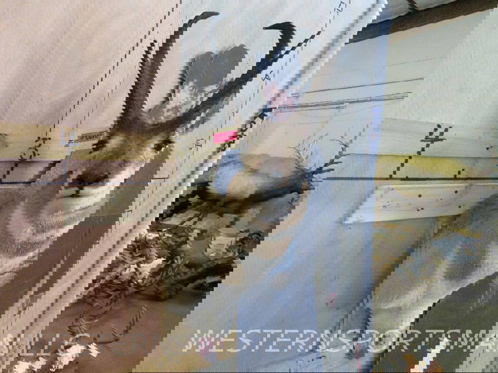 Pronghorn Sh Mt W/28" Combo Horn Length Taxidermy Auction