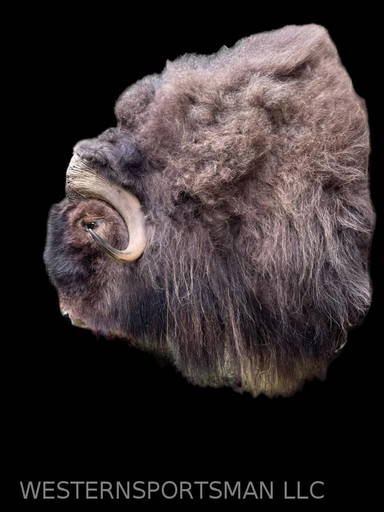Musk Ox Shoulder Mount, With Big Horns.. 4 Feet Tall, 35 Inches Out ...