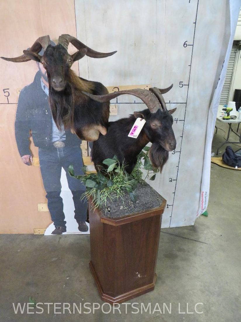 Double Alpine Goat Pedestal Mt Taxidermy Auction