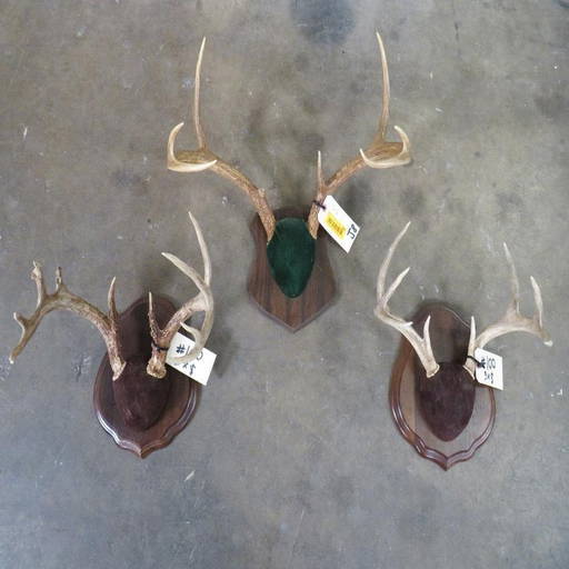 3 Whitetail Racks On Plaques Taxidermy