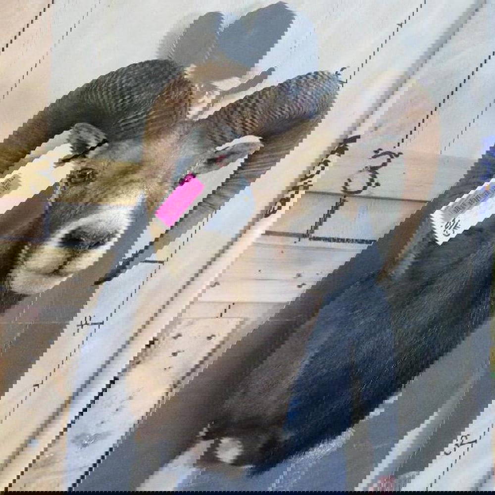 Nice Mouflon Sheep Sh Mt Mounted In 2022 Taxidermy Auction